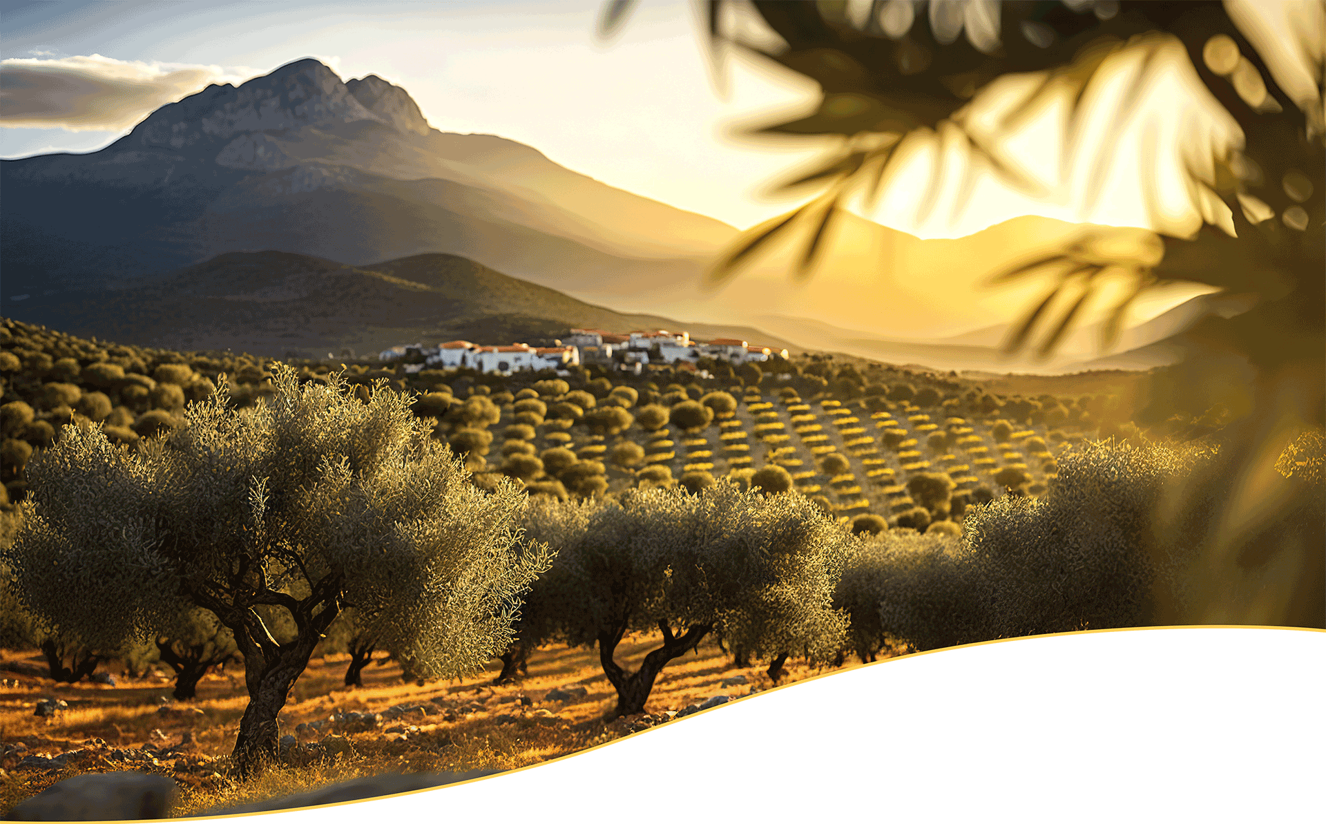 Olea Salbo Extra Virgin Olive Oil Olea Salbo Extra Virgin Olive Oil